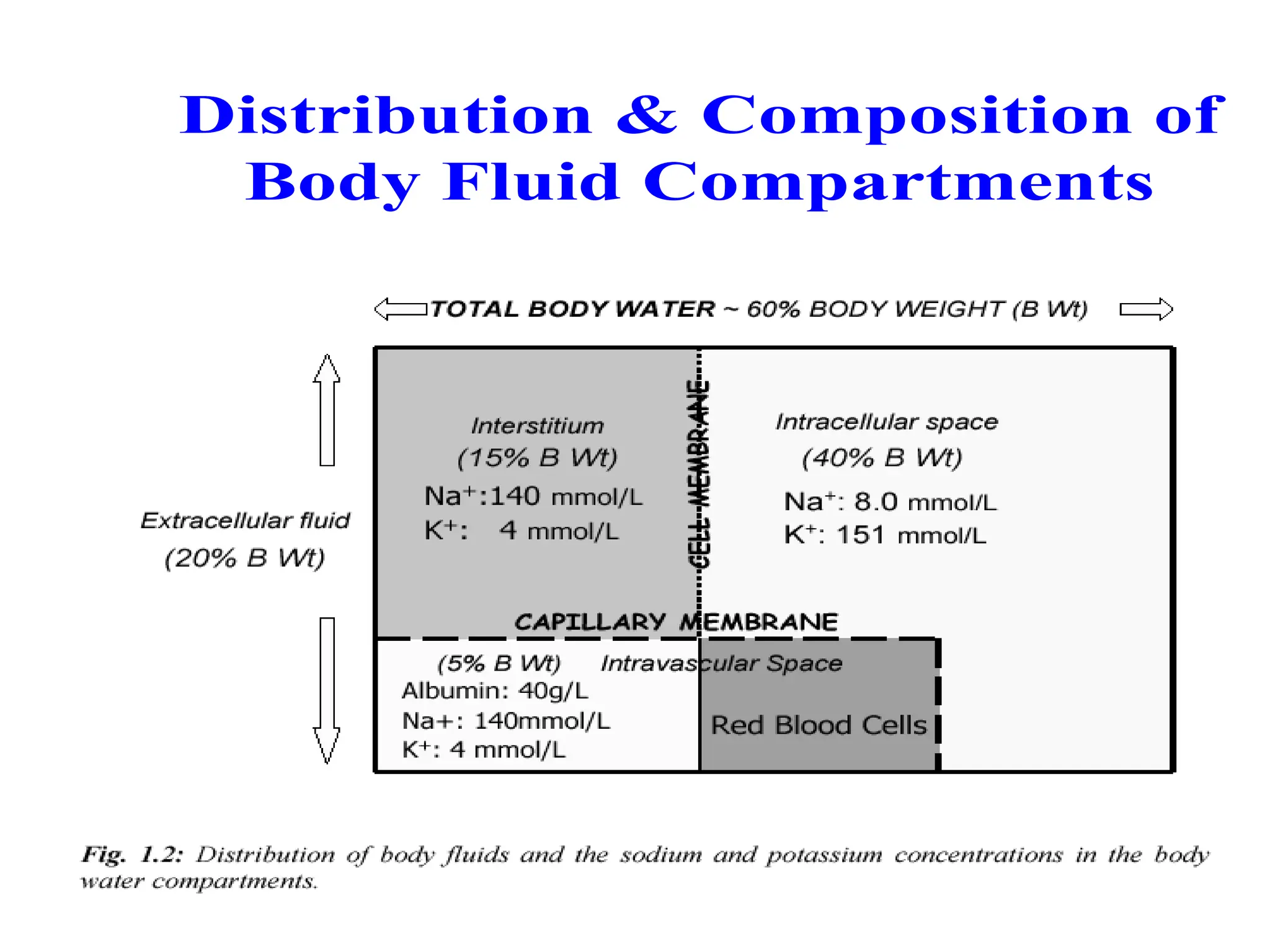 371021838-Pelatihan-Pemasangan-Infus-Terumo.pptx