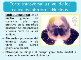 Mesencéfalo | PPTX