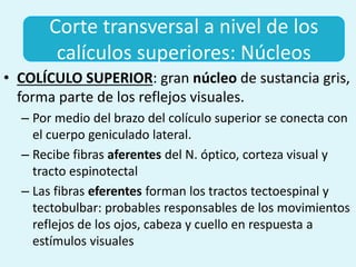 Mesencéfalo | PPTX