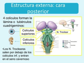 Mesencéfalo | PPTX