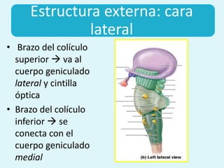 Mesencéfalo | PPTX