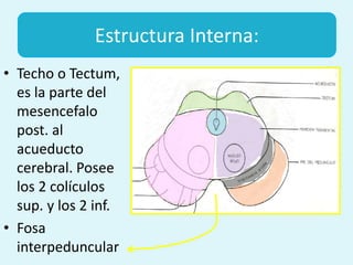Mesencéfalo | PPTX