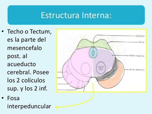 Mesencéfalo