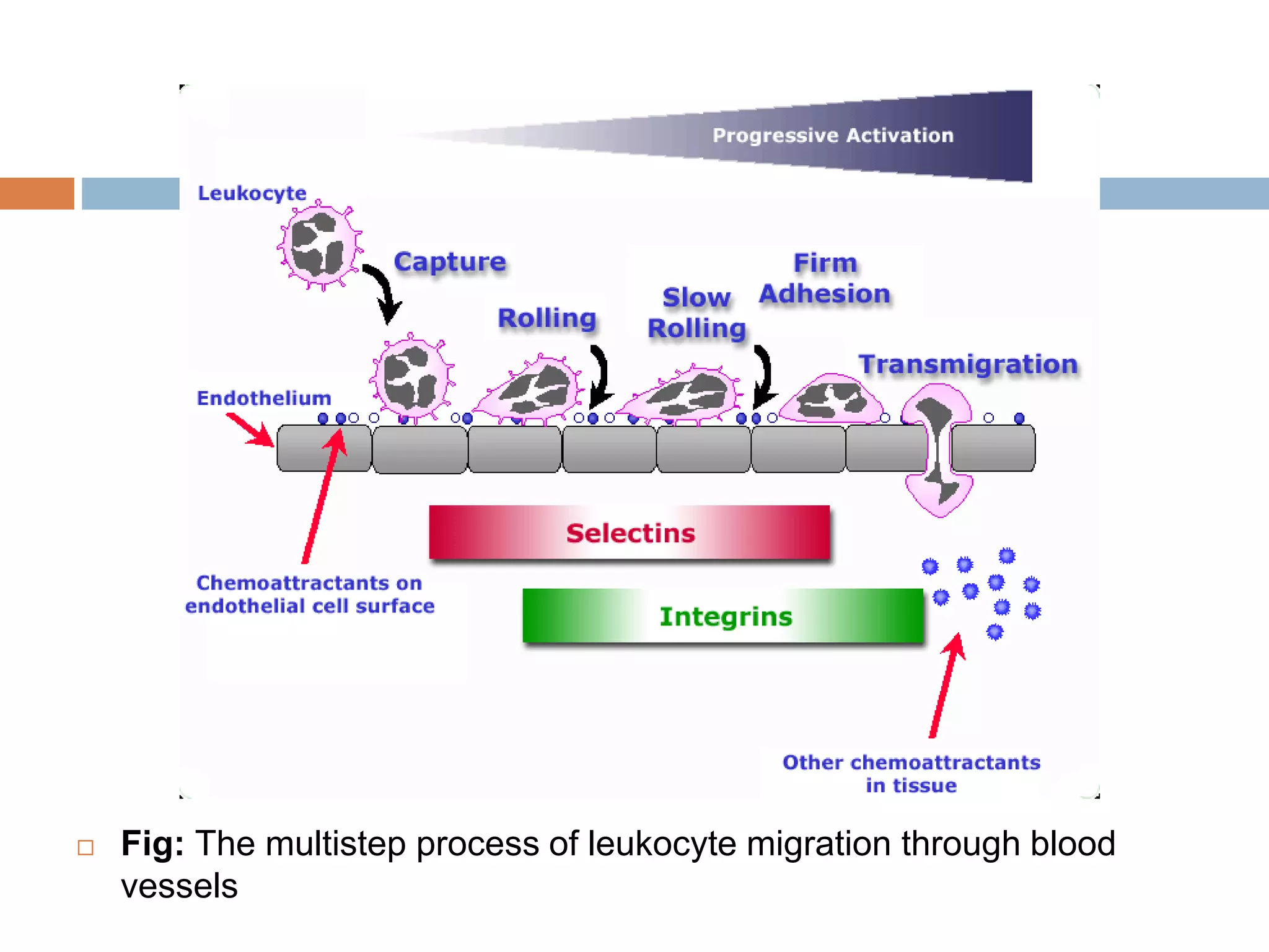 Inflammation and repair | PPTX