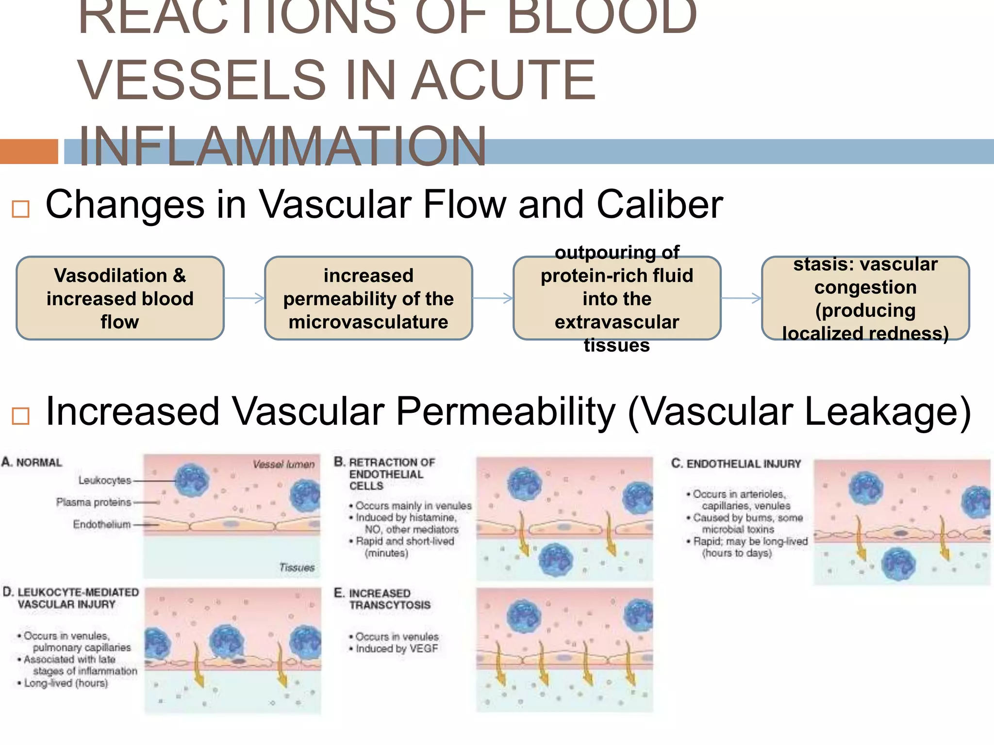 Inflammation and repair | PPTX