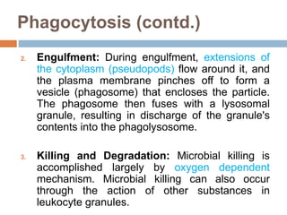 Inflammation and repair | PPTX | Blood Disorders | Diseases and Conditions