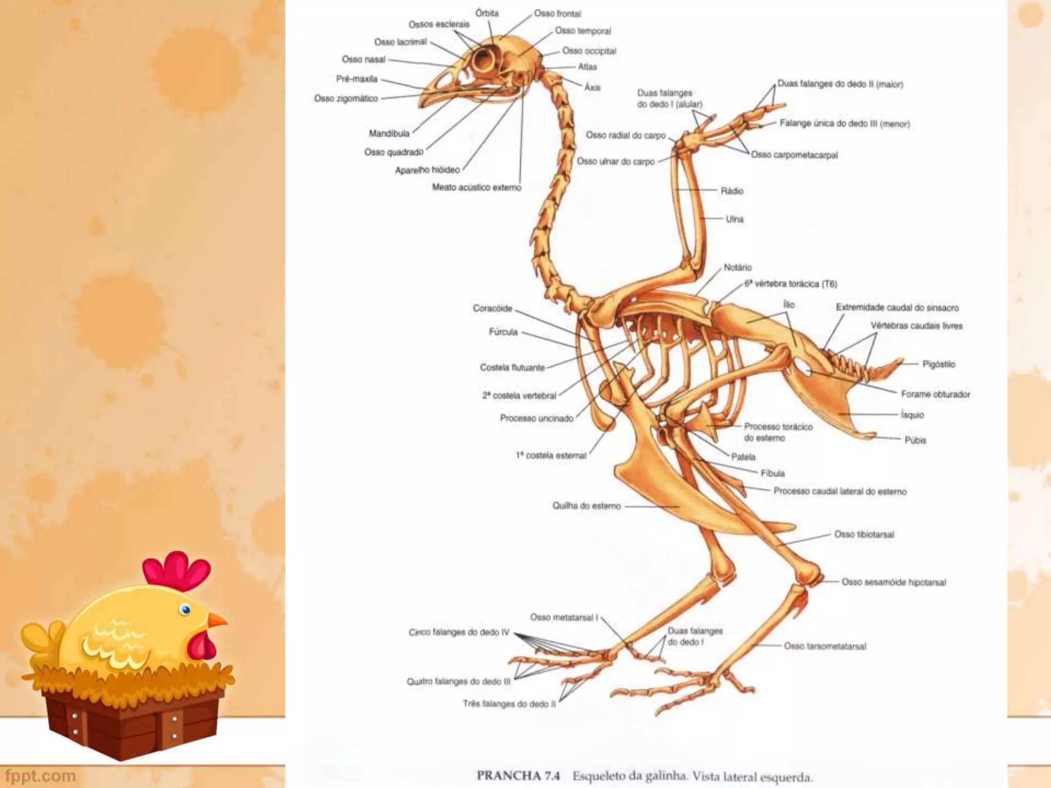 371742336 anatomia-e-fisiologia-das-aves | PPT