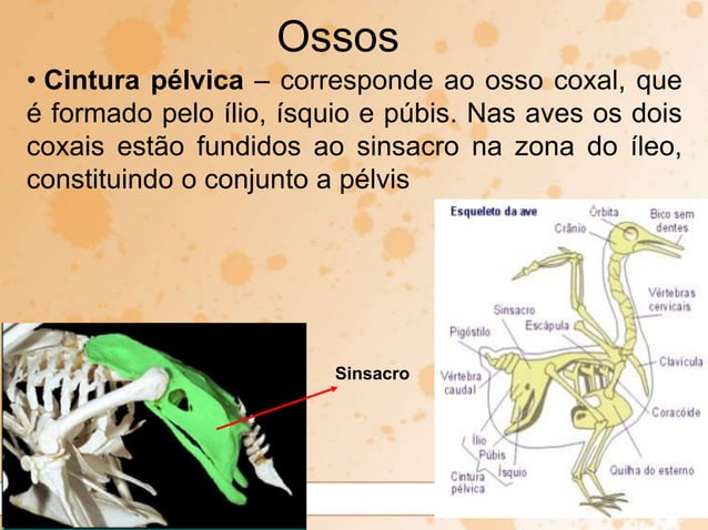371742336 anatomia-e-fisiologia-das-aves | PPT