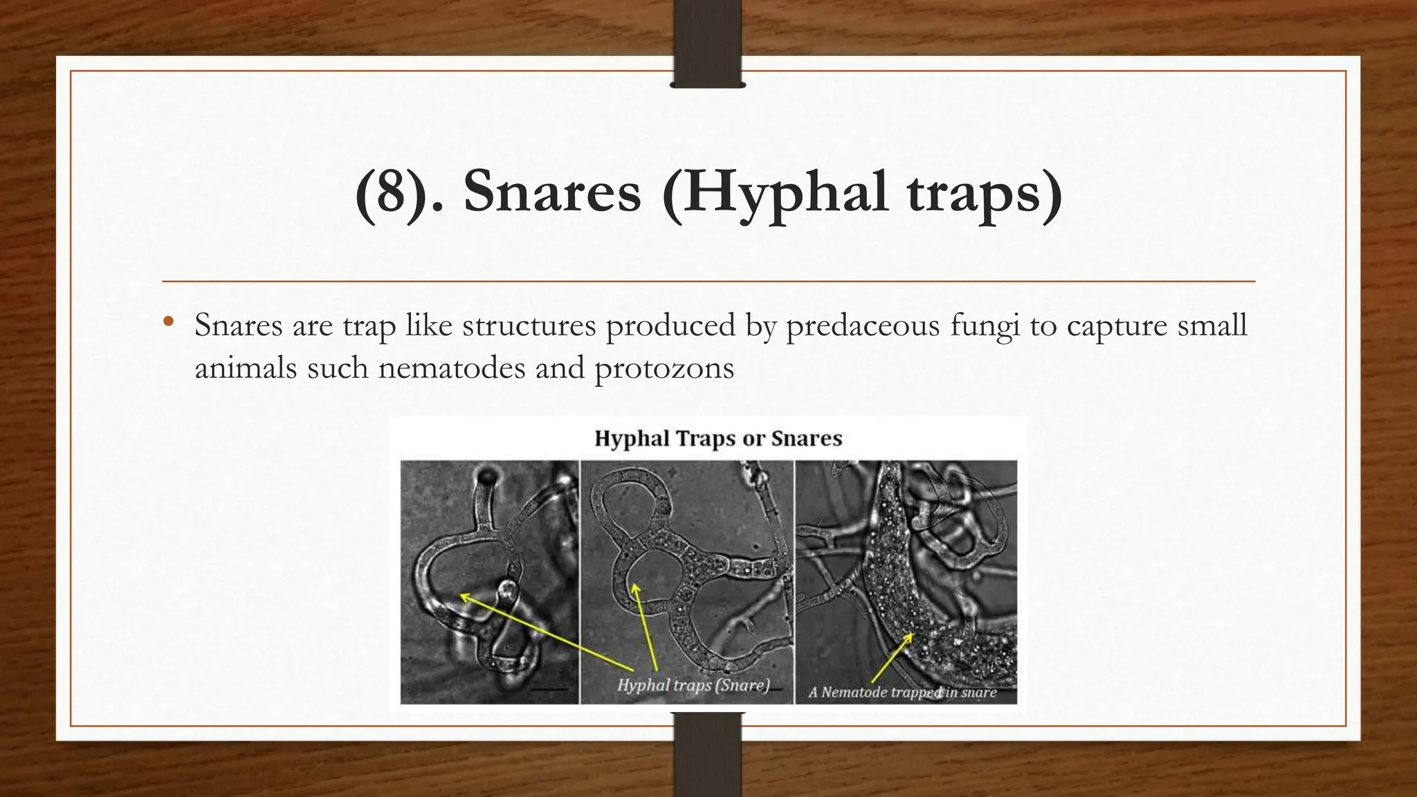 372922285 -important Fungal-Nutrition.ppt