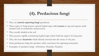 372922285 -important Fungal-Nutrition.ppt