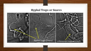 372922285 -important Fungal-Nutrition.ppt