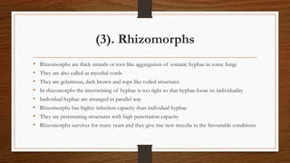 372922285 -important Fungal-Nutrition.ppt