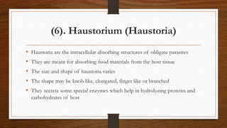 372922285 -important Fungal-Nutrition.ppt
