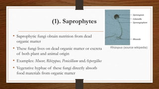 372922285 -important Fungal-Nutrition.ppt