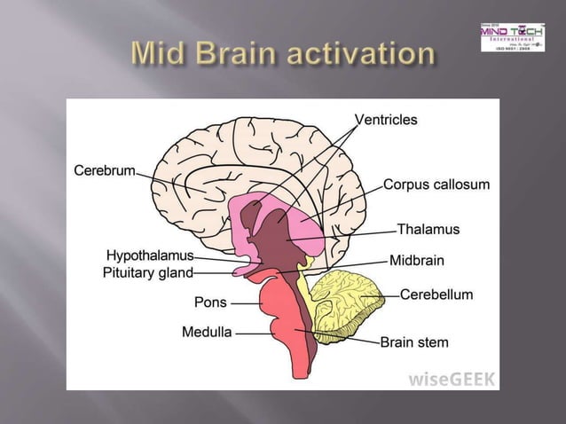 MidBrain-Activation-PPT for children and it's benifits | PPTX ...
