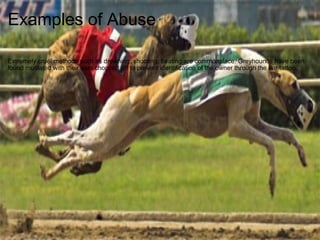 Animals for Races | PPT
