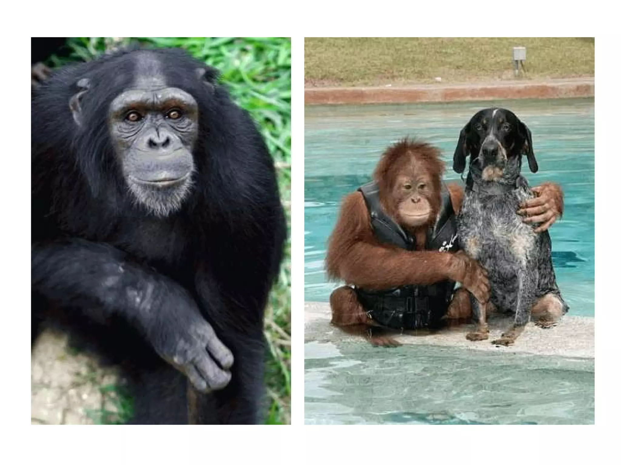 The Great Ape Project | PPT