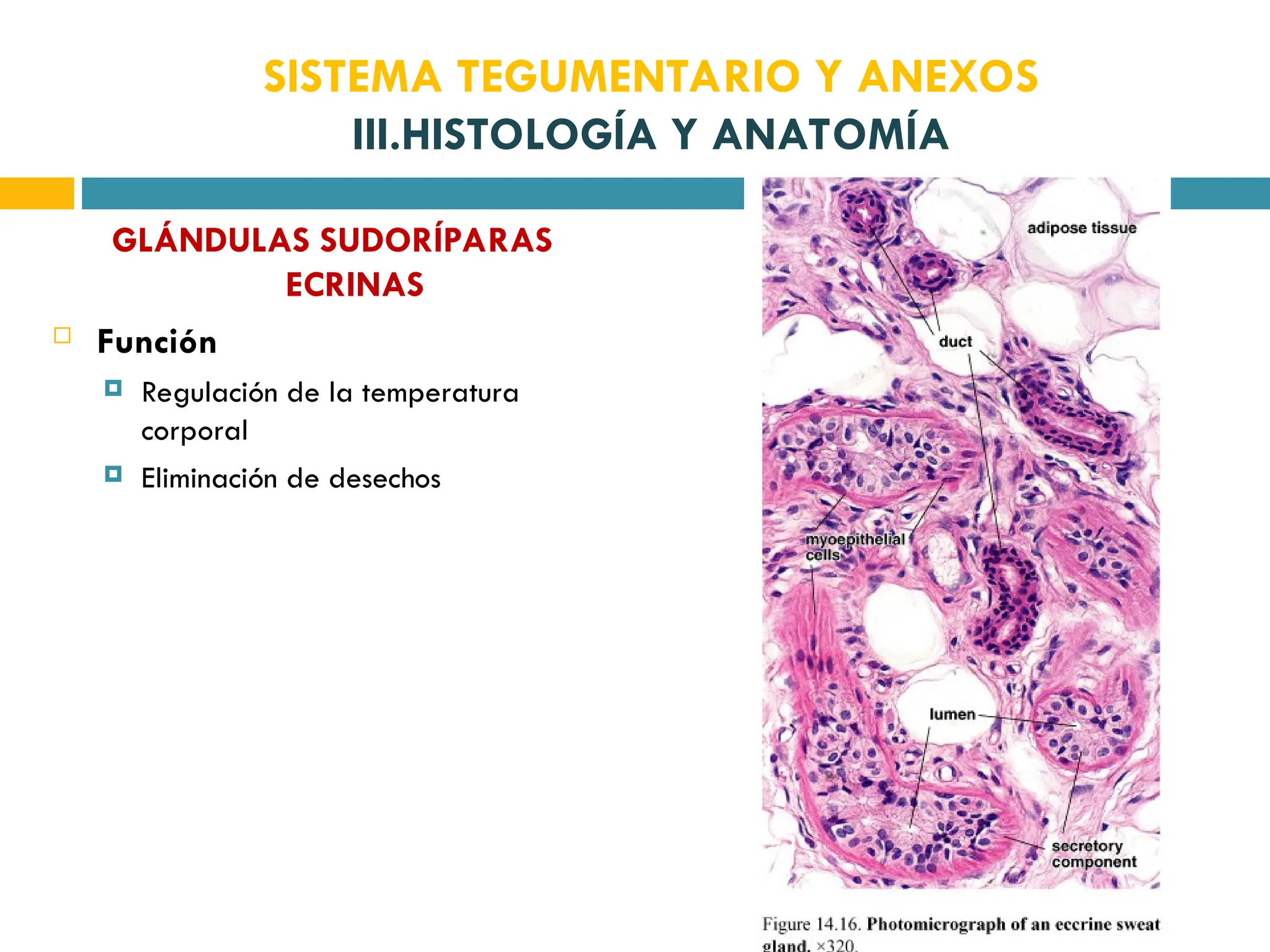 37700Tegumentario-embrio-e-histo-ppt.ppt | Skin and Dermatology ...