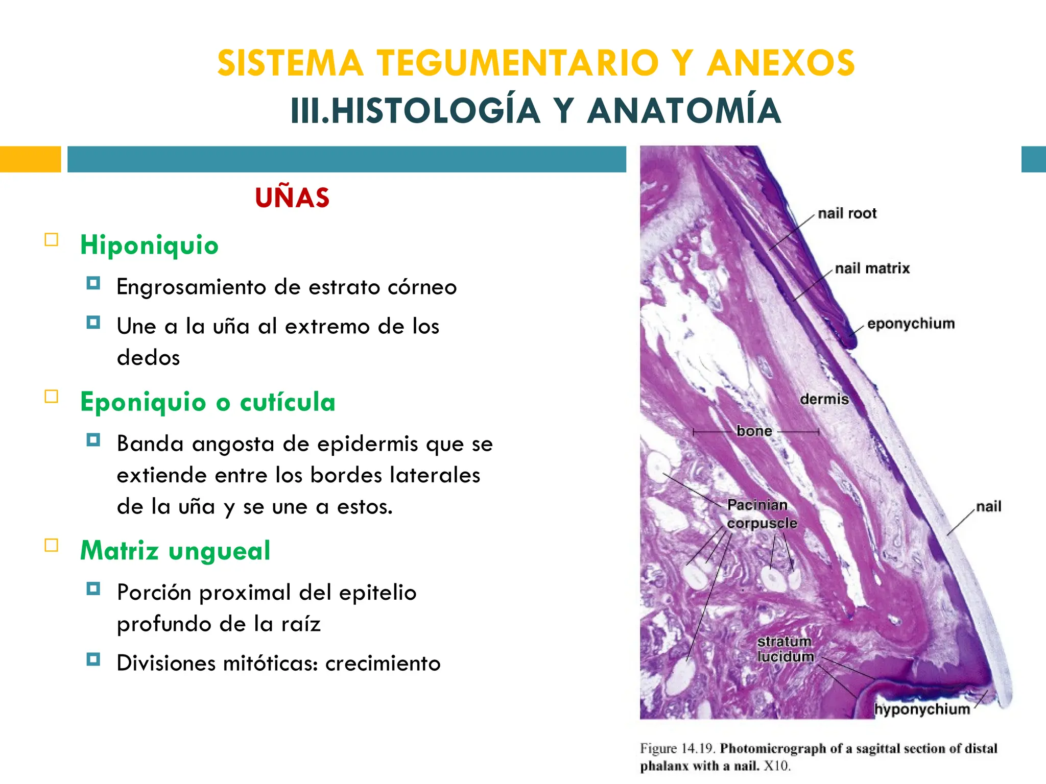 37700Tegumentario-embrio-e-histo-ppt.ppt | Skin and Dermatology ...