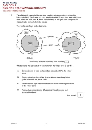377882 photosynthesis | DOCX