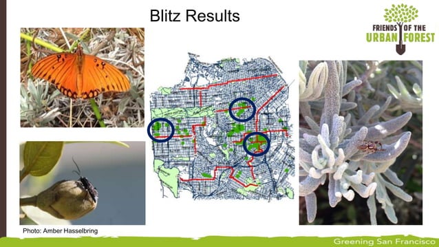 Wildlife Corridors in Urban Environments | PPTX