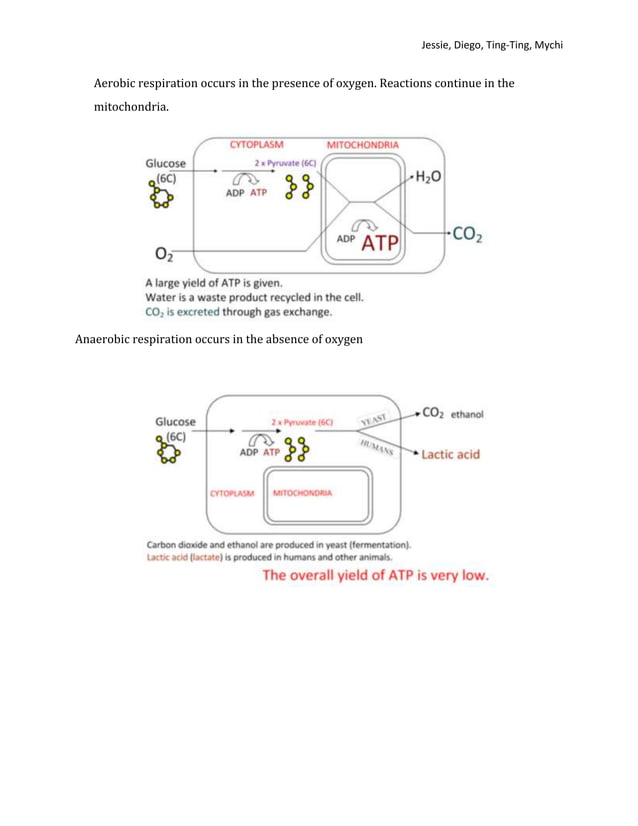 3 7 cell respiration | PDF