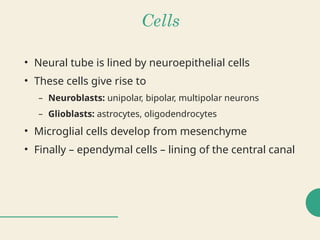 37 Development of the nervous system.pptx