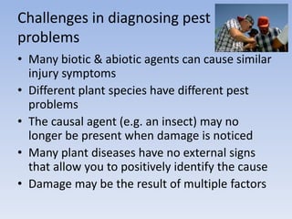Recognizing pest damage symptoms | PPTX