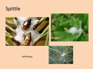 Recognizing pest damage symptoms | PPT