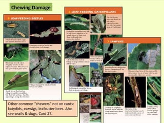 Recognizing pest damage symptoms | PPT