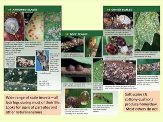 Recognizing pest damage symptoms | PPT