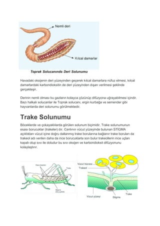 38.solunum sistemidersnotu | PDF