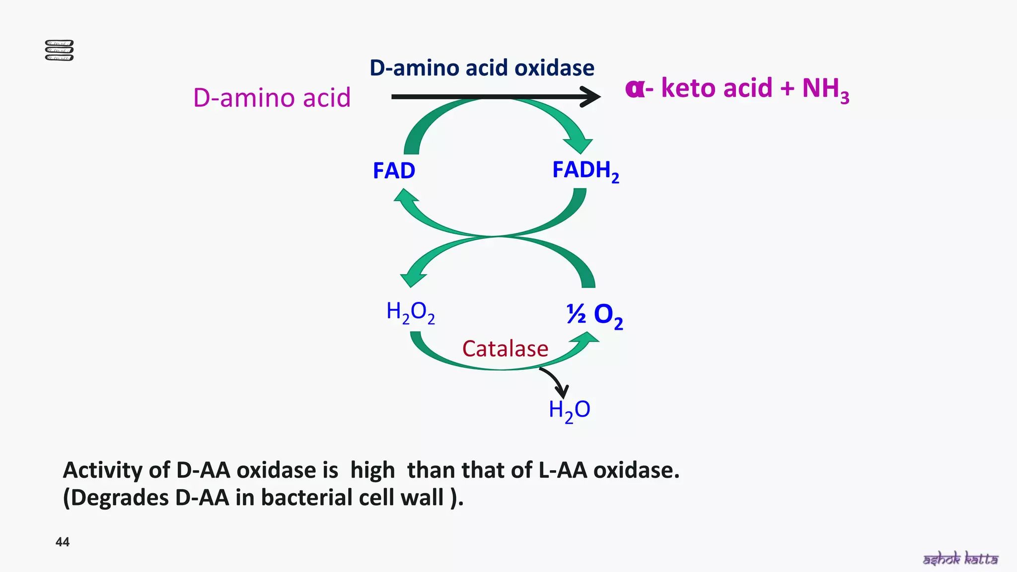 Metabolism of amino acids (general metabolism) | PPSX