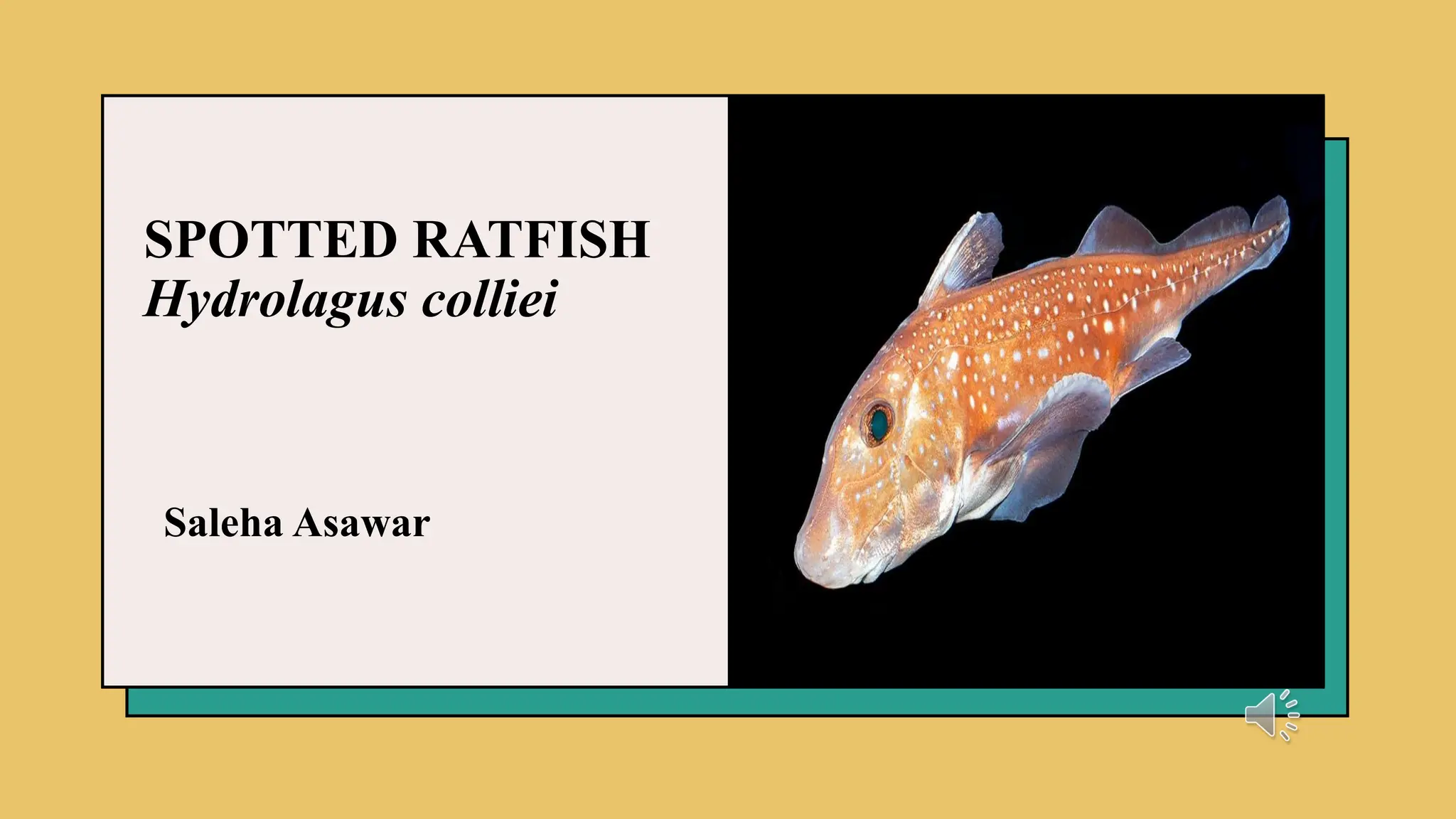 38. spotted ratfish, economic importancepdf | PPT