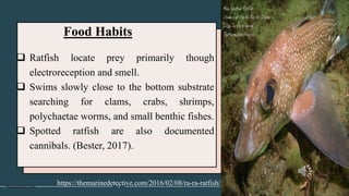 38. spotted ratfish, economic importancepdf | PDF | Fish and Aquariums ...