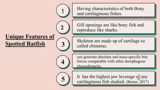 38. spotted ratfish, economic importancepdf | PDF