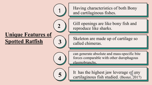 38. spotted ratfish, economic importancepdf | PDF | Fish and Aquariums ...
