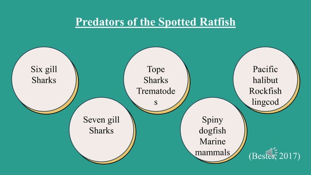 38. spotted ratfish, economic importancepdf | PPT