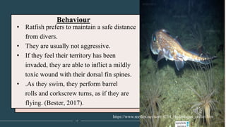 38. spotted ratfish, economic importancepdf | PDF | Fish and Aquariums ...