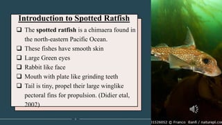 38. spotted ratfish, economic importancepdf | PDF | Fish and Aquariums | Pets