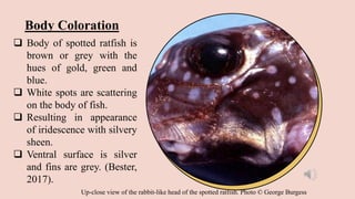 38. spotted ratfish, economic importancepdf | PDF | Fish and Aquariums ...