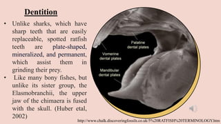 38. spotted ratfish, economic importancepdf | PDF | Fish and Aquariums ...