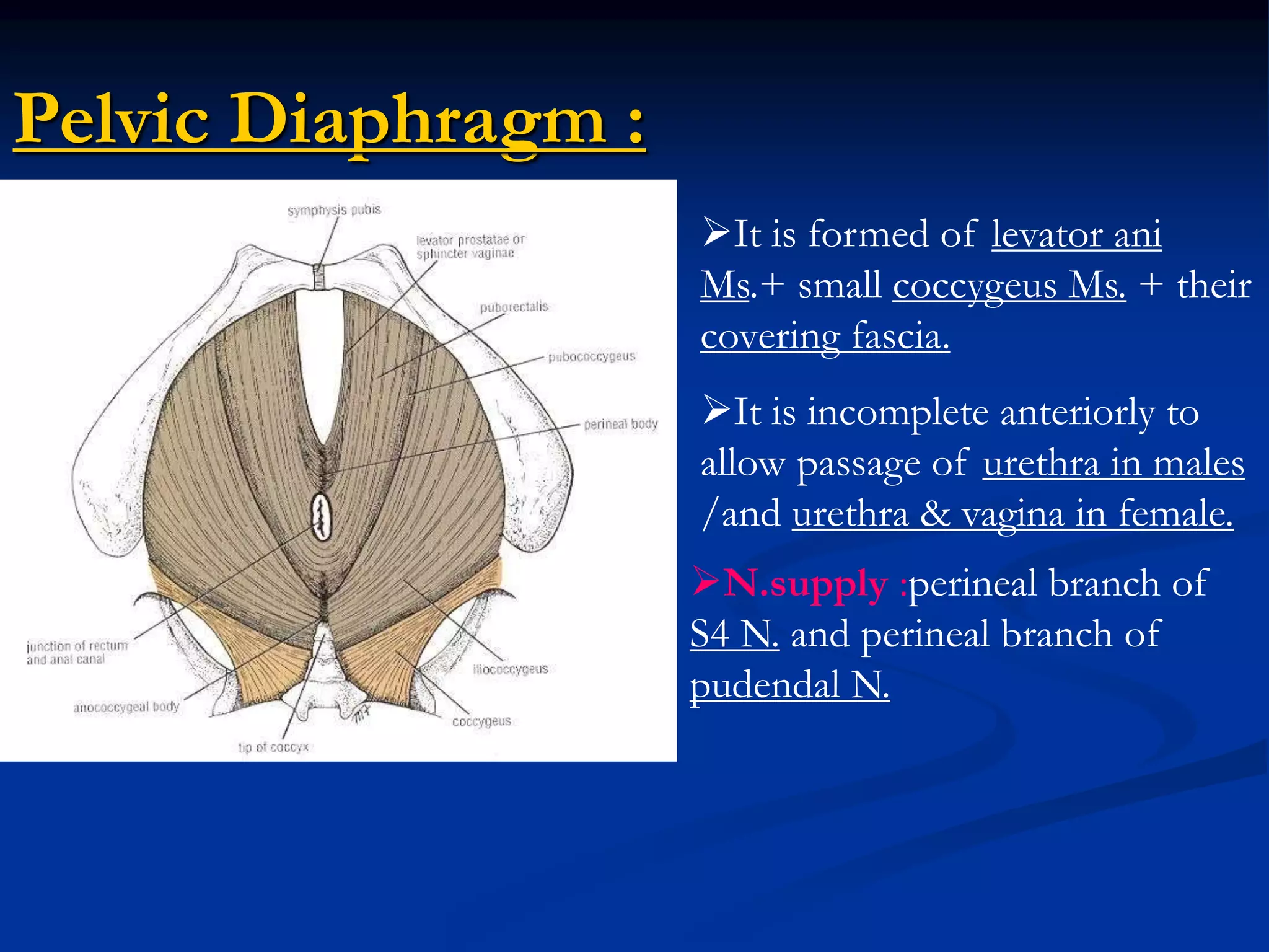 38-master-perineum 1 & 2 (Updated April 15).ppt