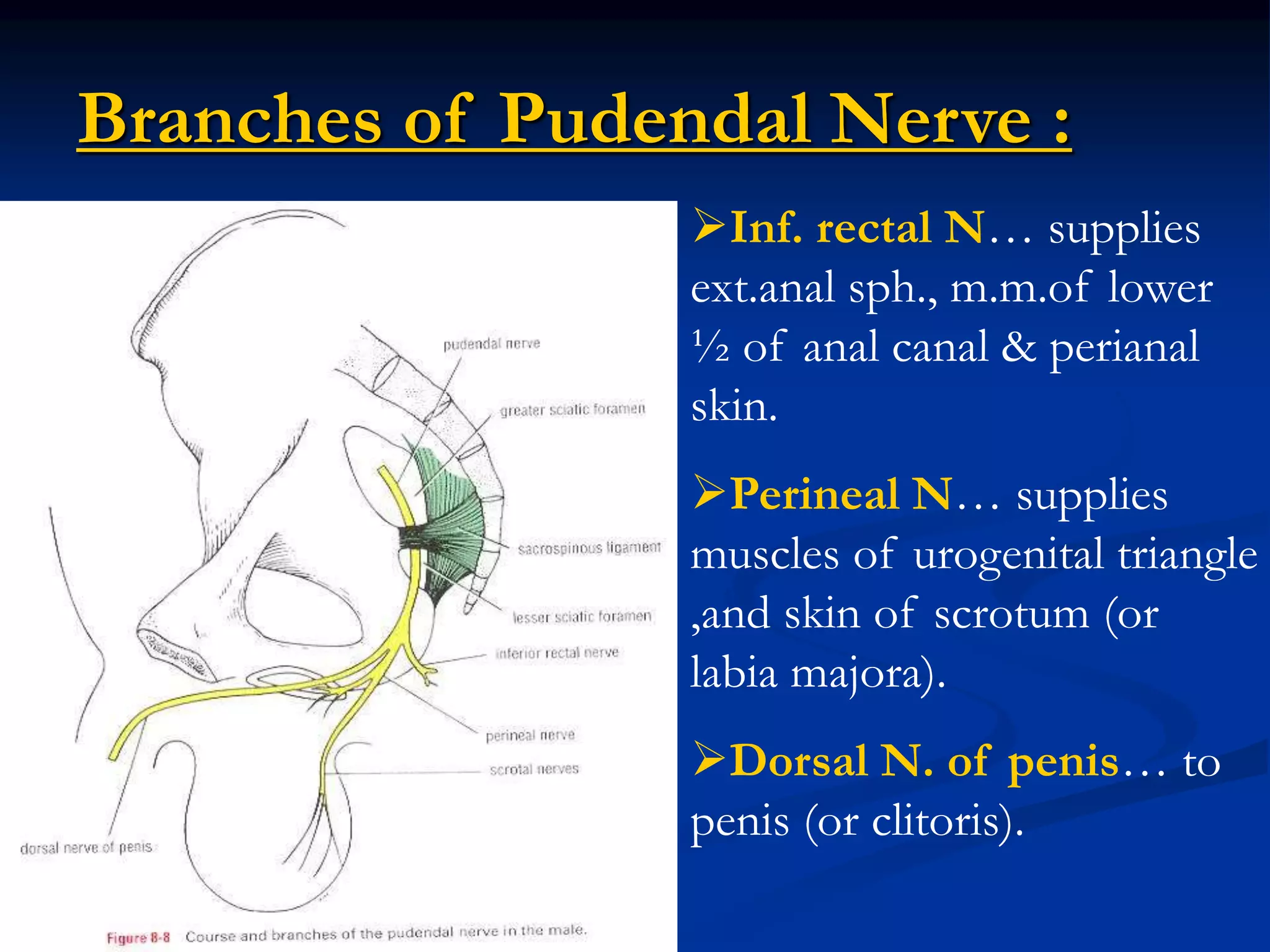 38-master-perineum 1 & 2 (Updated April 15).ppt