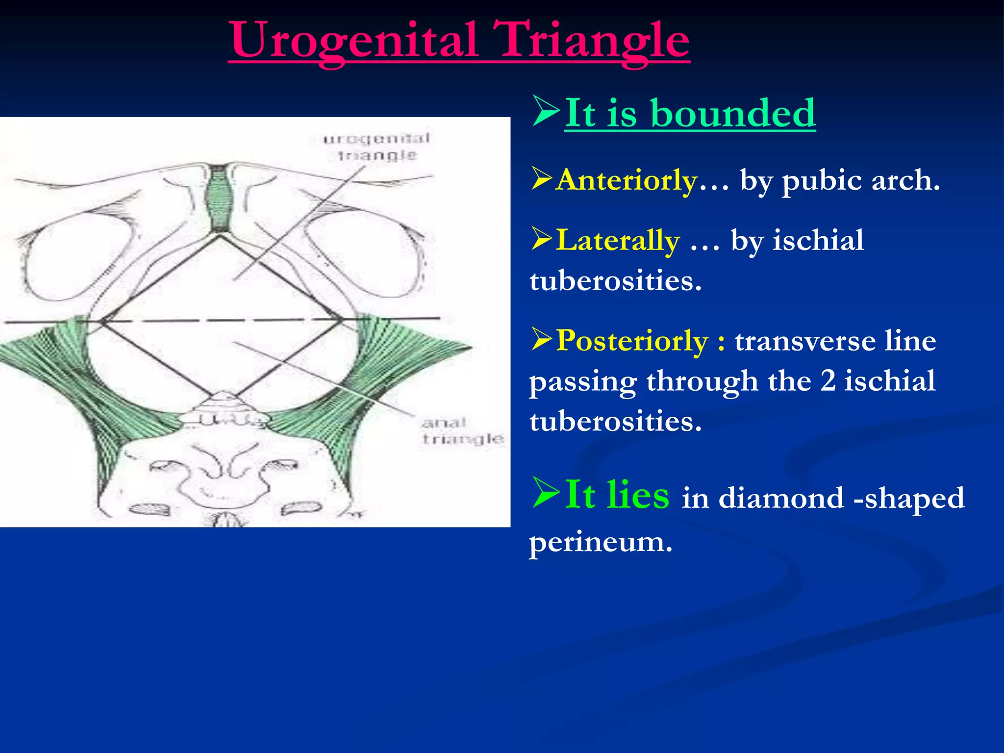 38-master-perineum 1 & 2 (Updated April 15).ppt