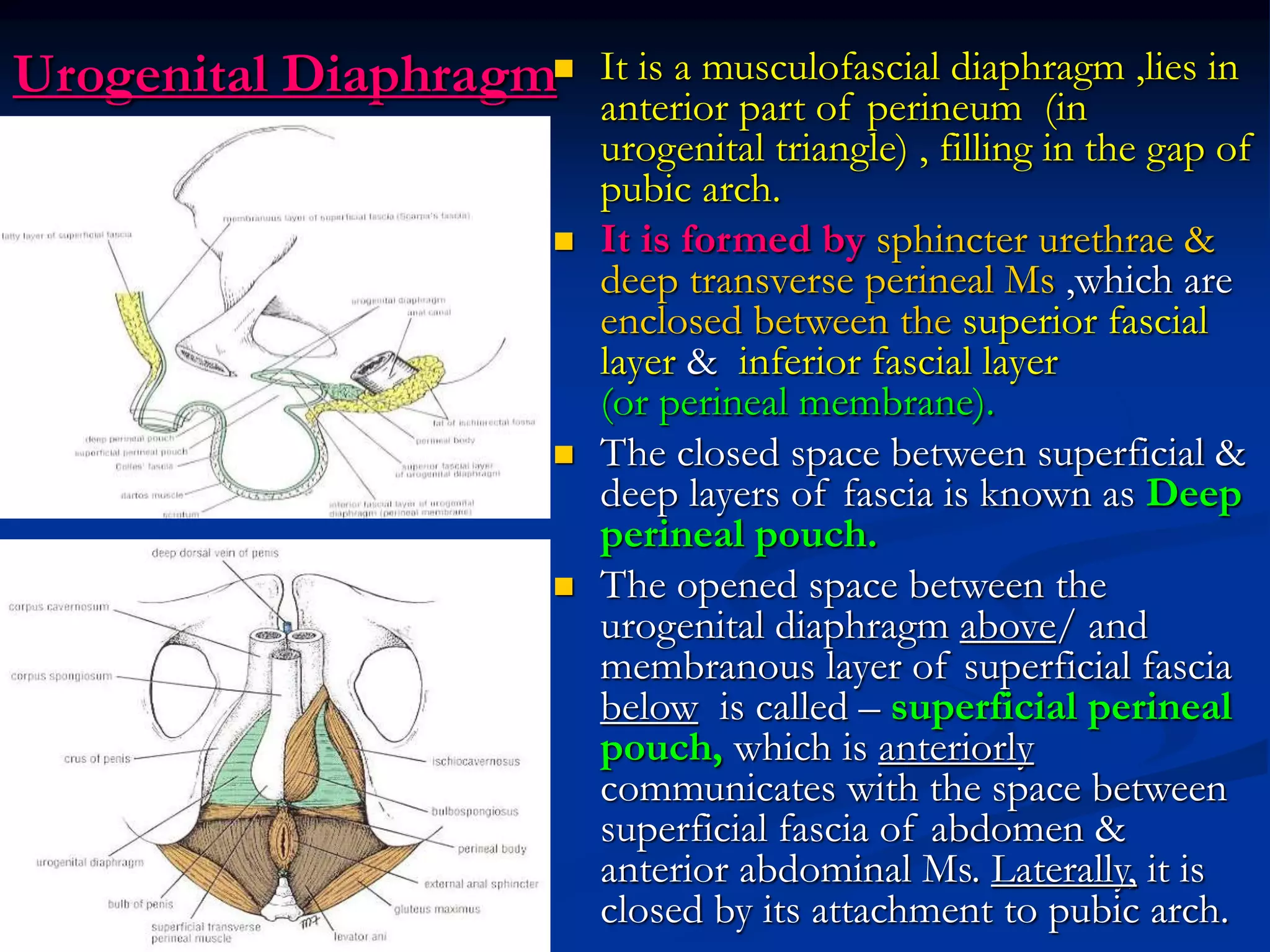 38-master-perineum 1 & 2 (Updated April 15).ppt