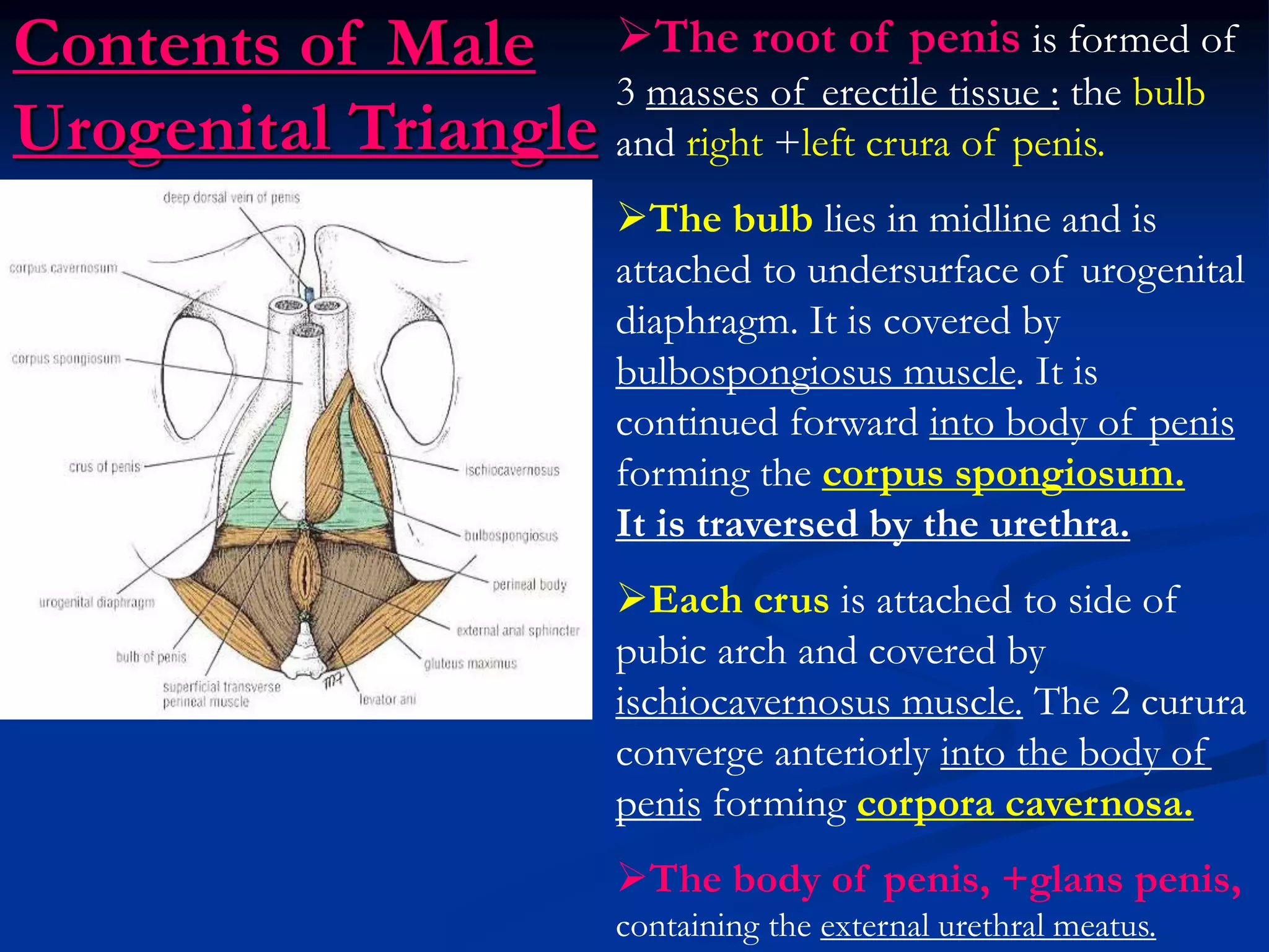38-master-perineum 1 & 2 (Updated April 15).ppt