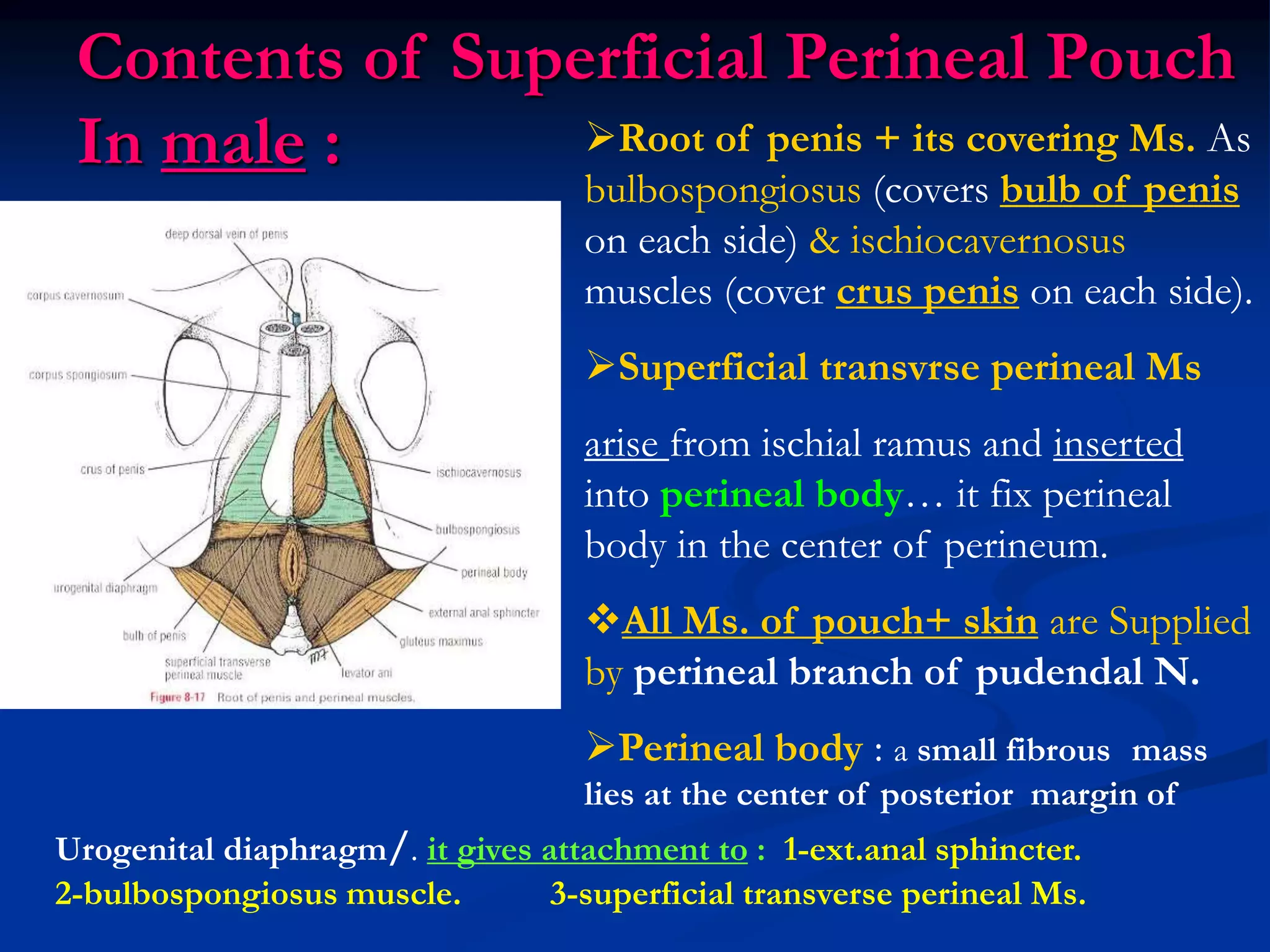 38-master-perineum 1 & 2 (Updated April 15).ppt