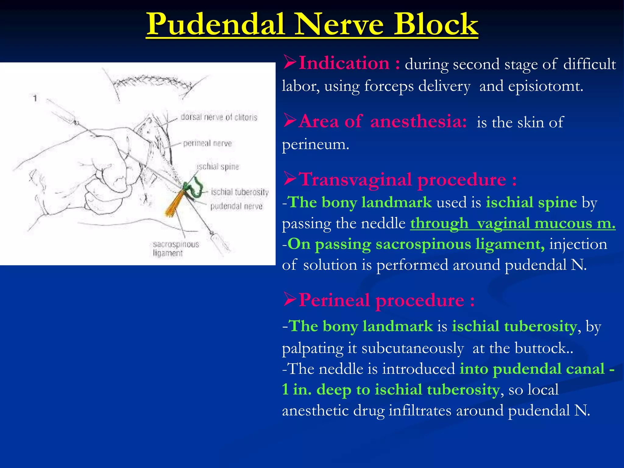 38-master-perineum 1 & 2 (Updated April 15).ppt