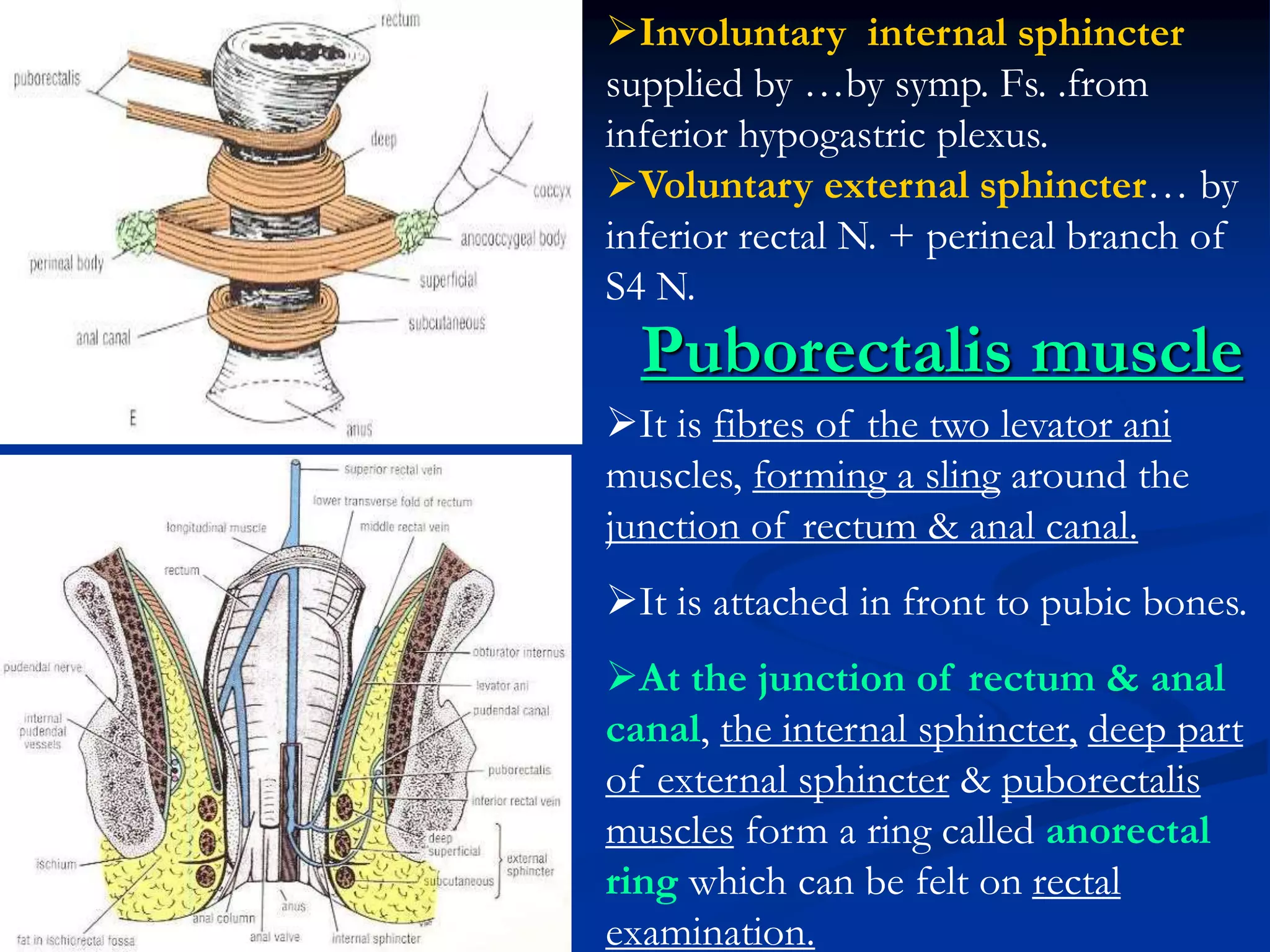 38-master-perineum 1 & 2 (Updated April 15).ppt